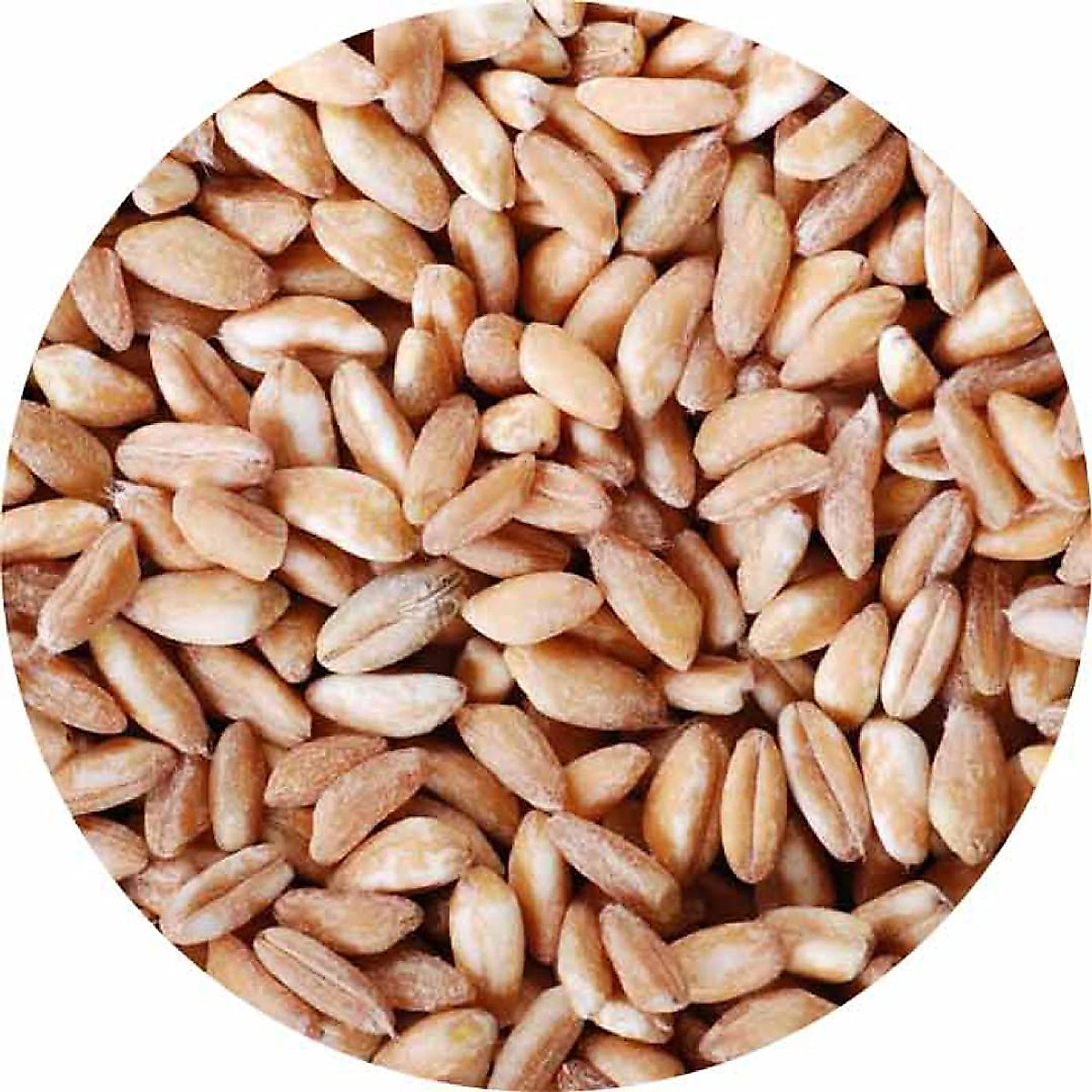 Italian Farro of Tuscany | Pearl Emmer of Tuscany | 1.1lb (500g) - (Pack of 1)