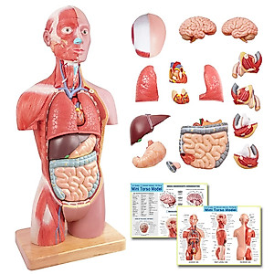 EVOTECH 2025 New Human Body Deluxe Musculature Model, 16 Pcs Removable 17 inch Human Torso Anatomy Model with Heart Head Skull Brain Skeleton Model for Medical Student, Lab & Classroom Use