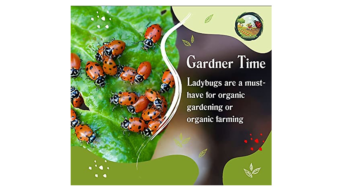 Gardner Time Live Ladybugs - Good Bugs for Garden - Ladybugs - Pre-Fed ...