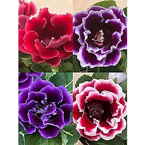MOKALALA 200 Pcs Mixed Hibiscus Flower Seeds | Non-GMO | Perennial Exotic Plant Bonsai Seeds Fresh Garden Seeds, Gardeners Choice!