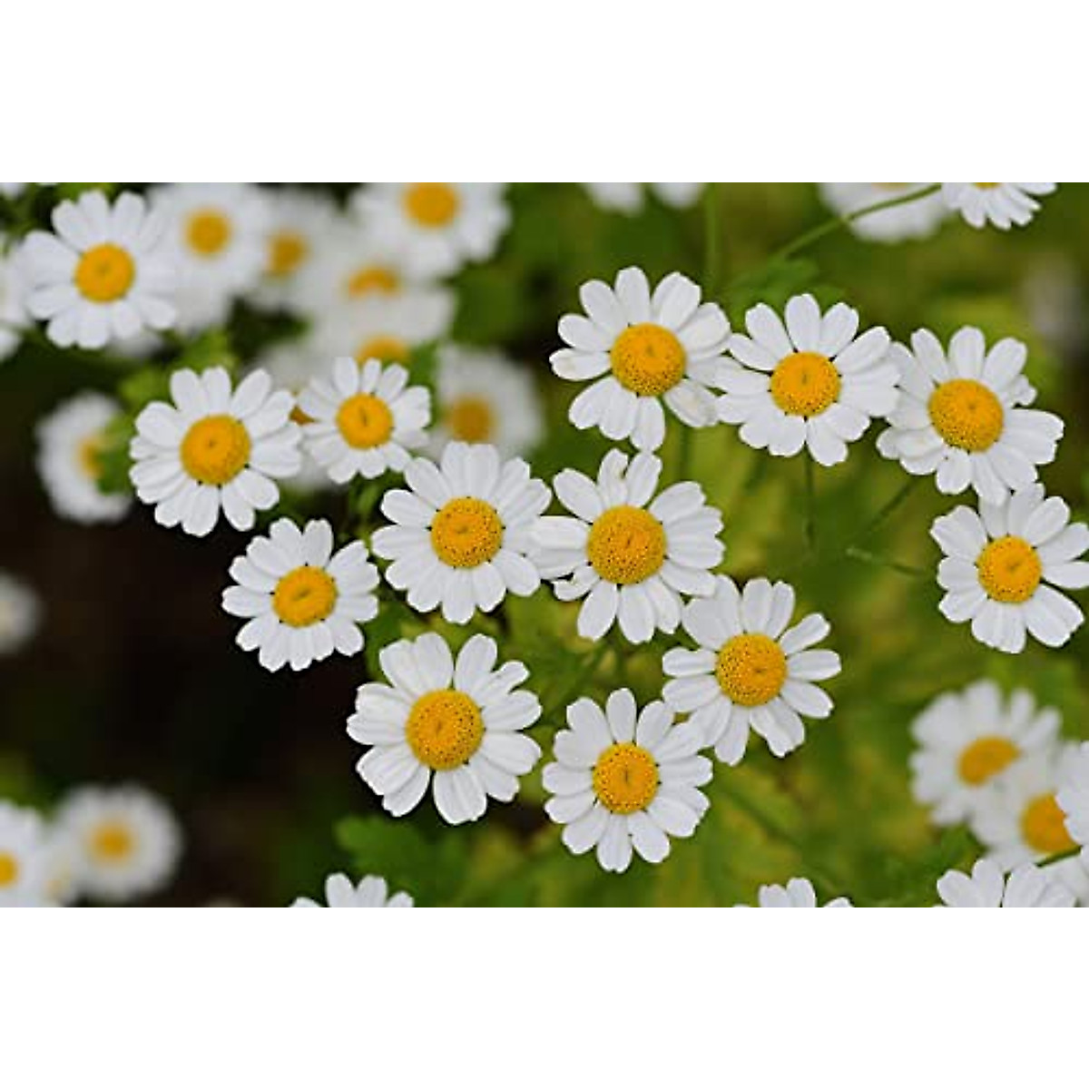 Gaea's Blessing Seeds - Feverfew Seeds - Non-GMO Seeds with Easy to Follow Planting Instructions - Open-Pollinated High Yield Heirloom 91% Germination Rate