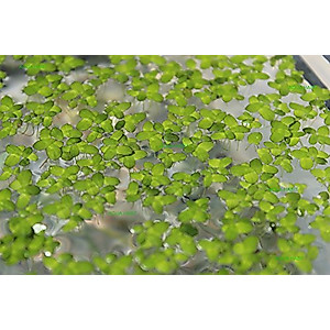 Duckweed (Lemna Minor) - 100/200/500 Live Plants (500) by Aqua Habit
