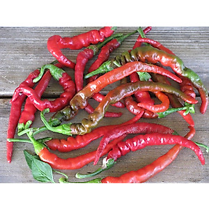 Gaea's Blessing Seeds - Cayenne Pepper Seeds - Heirloom Hot Pepper Long Red Slim Non-GMO Open-Pollinated High Yield Germination Rate 93% Net Wt. 1.0g