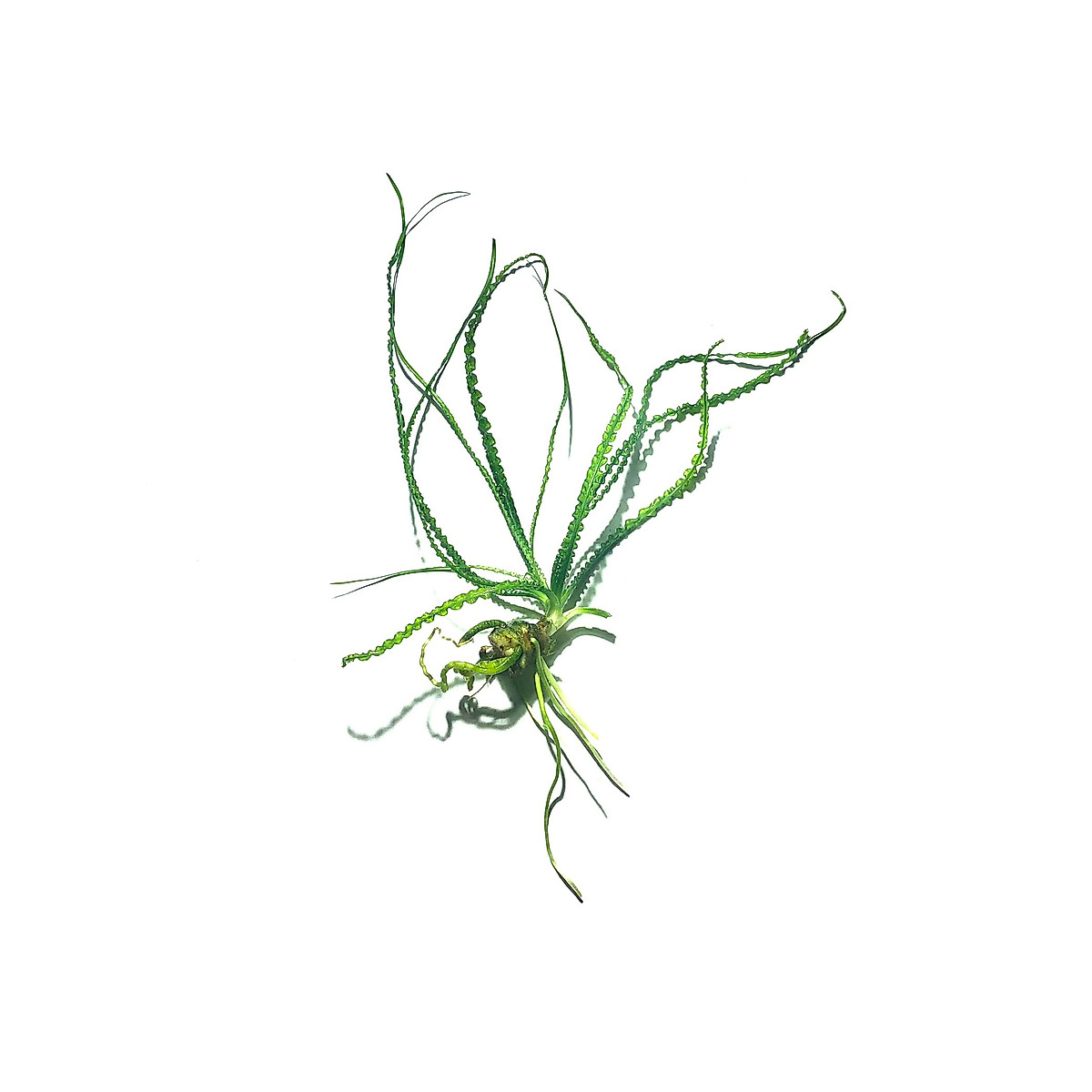 Marcus Fish Tanks Crinum Calamistratum Easy to Grow Hardy Live Aquarium Plant Betta Fish Plants