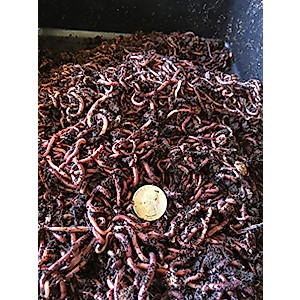 Worms Red Wiggler Composting 2 Pounds