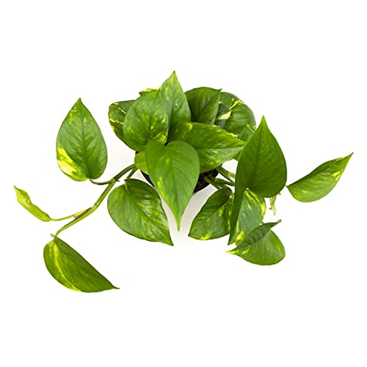 Golden Pothos Plant Live House Plant Live Plants, Trailing Plants Live Houseplants, Golden Pothos Live Plant Houseplant, Live Pothos Devils Ivy Live Plant Money Plant Indoor Plants by Plants for Pets
