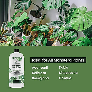 16oz Monstera Plant Food - Makes 96 Gallons of Monstera Fertilizer Indoor & Outdoor Use, Liquid Monstera Plant Fertilizer for Monstera Obliqua, Deliciosa & More, 6-2-4 NPK for Healthy Growth & Leaves