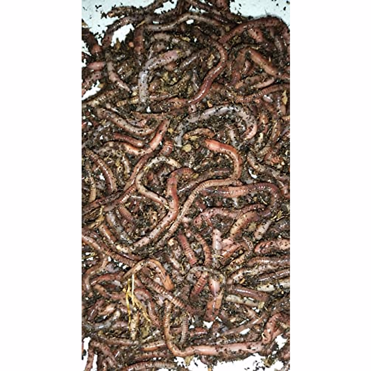 BESTBAIT 1 LB. European Nightcrawlers Approx. 250-300 Count Composting Worms Fishing Worms