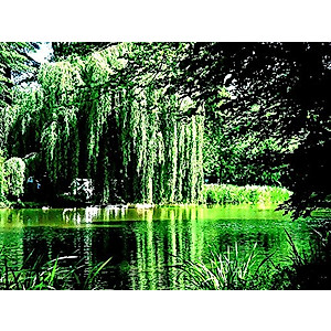 Willow Tree Bundle - 10 Fast Growing Aussie Willow Trees + 4 Weeping Willow Trees + 2 Corkscrew Willow Tree - Ready to Plant - Indoor/Outdoor Live Tree Plants - Fast Privacy and Unique Look all in One