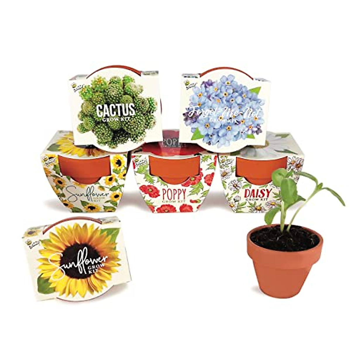 Buzzy® Terracotta Mini Grow Pots | Assorted 6-Pack | Daydream Collection | Sunflower, Daisy, Poppy, Cactus, Forget-Me-Not | Best Gardening Gifts and Favors | Growth Guaranteed