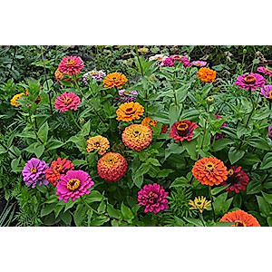 "Button Box Mix" Zinnia Seeds for Planting, 100+ Flower Seeds Per Packet, (Isla's Garden Seeds), Non GMO & Heirloom Seeds, Botanical Name: Zinnia elegans, Great Home Garden Gift