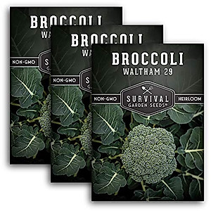 Waltham 29 Broccoli Seed for Planting - Packet with Instructions to Plant & Grow Cool Weather Broccoli in Your Home Vegetable Garden - Non-GMO Heirloom Variety - Survival Garden Seeds - 3 Pack