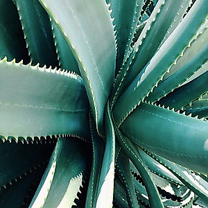 Agave Vapor Infusion Heat-Activated Leave-In Conditioner for Smooth Hydrated Hair, 3 fl oz