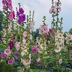 400+ Mix Hollyhock Seeds for Planting (Alcea Rosea) Multicolored Double Hollyhock