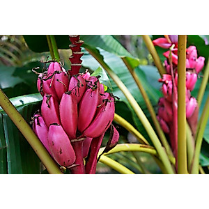 Dwarf Pink Banana Tree Seeds for Planting (5 Seeds) - Musa velutina