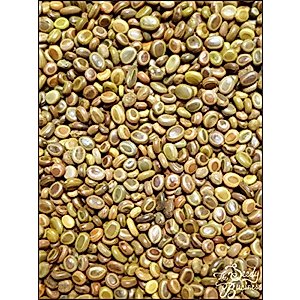 Vachellia (Acacia) tortilis - Umbrella Thorn Tree - 20 Seeds