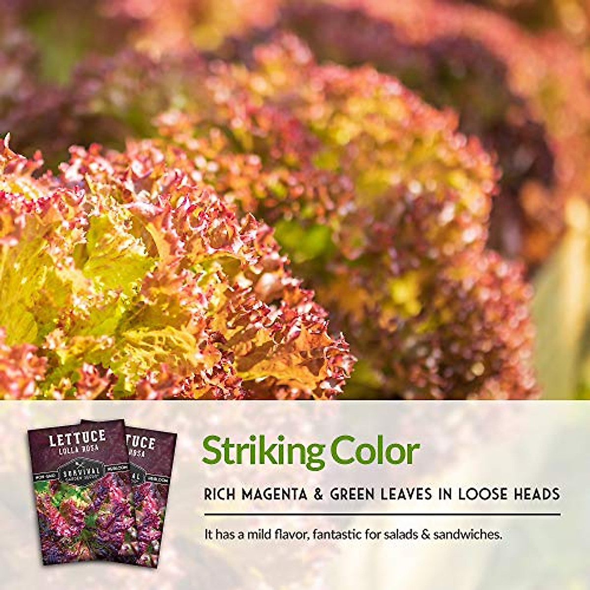 Survival Garden Seeds - Lolla Rosa Lettuce Seed for Planting - Packet with Instructions to Plant and Grow Red and Green Leaved Lettuce in Your Home Vegetable Garden - Non-GMO Heirloom Variety