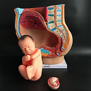 Human Female Pelvic Section Pregnancy Anatomical Model Nine Months Baby Fetus Model Life Size with Removable Organs 4-Parts