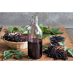 Gaea's Blessing Seeds - Elderberry Seeds - American Black Elderberry Heirloom - Non-GMO Seeds with Easy to Follow Planting Instructions - 90% Germination Rate