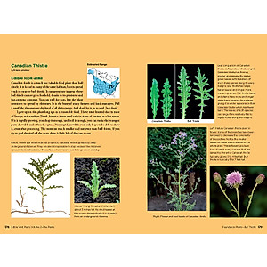 Edible Wild Plants, Volume 2: Wild Foods from Foraging to Feasting (Wild Food Adventure)