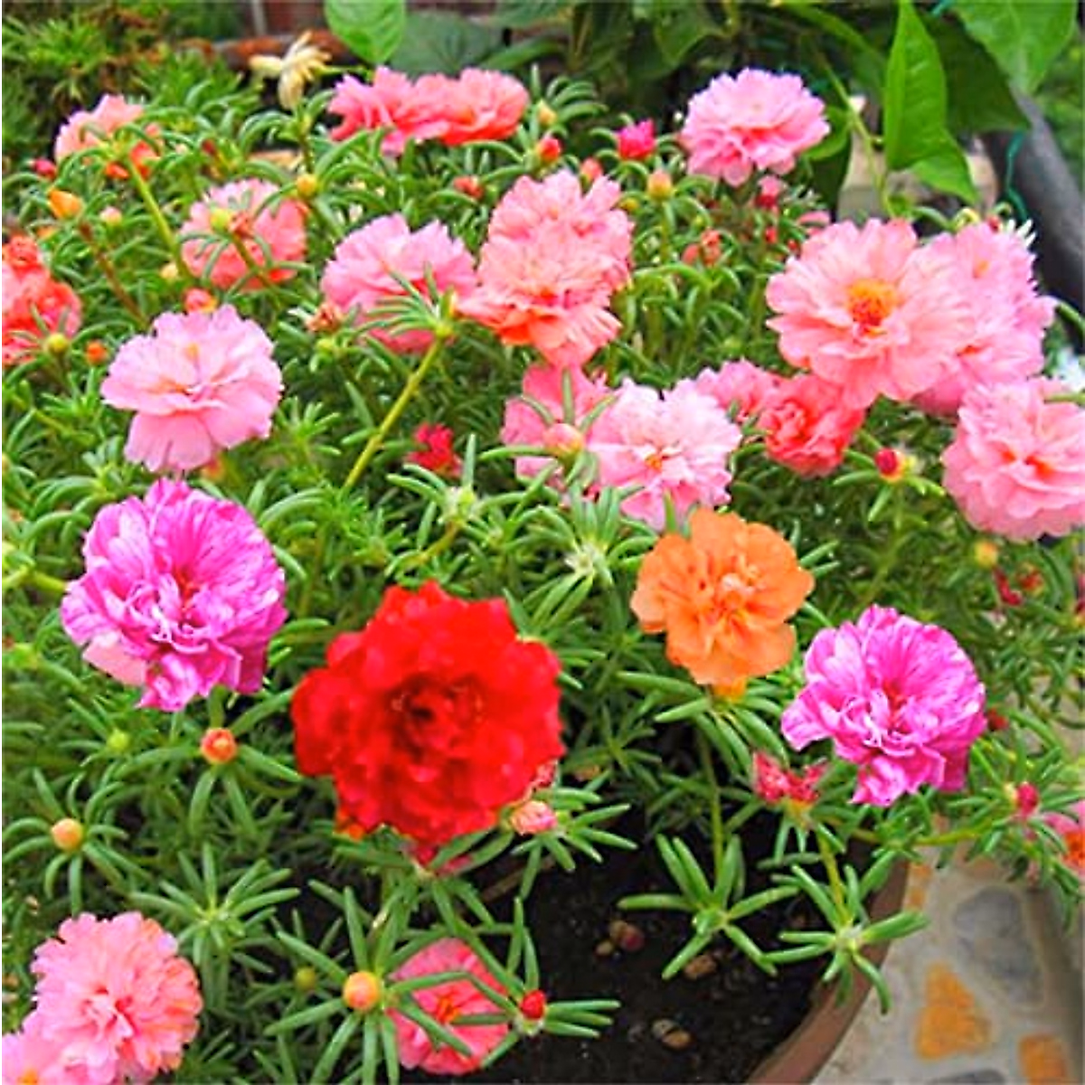 Rare Varieties Portulaca Grandiflora Seeds Moss-Rose Purslane Seeds Mixed Color 2000Pcs