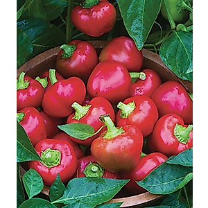 Sweet Red Cherry Pepper Seeds for Planting, 25+ Heirloom Seeds Per Packet, (Isla's Garden Seeds), Non GMO Seeds, Botanical Name: Capsicum annuum, Great Home Garden Gift