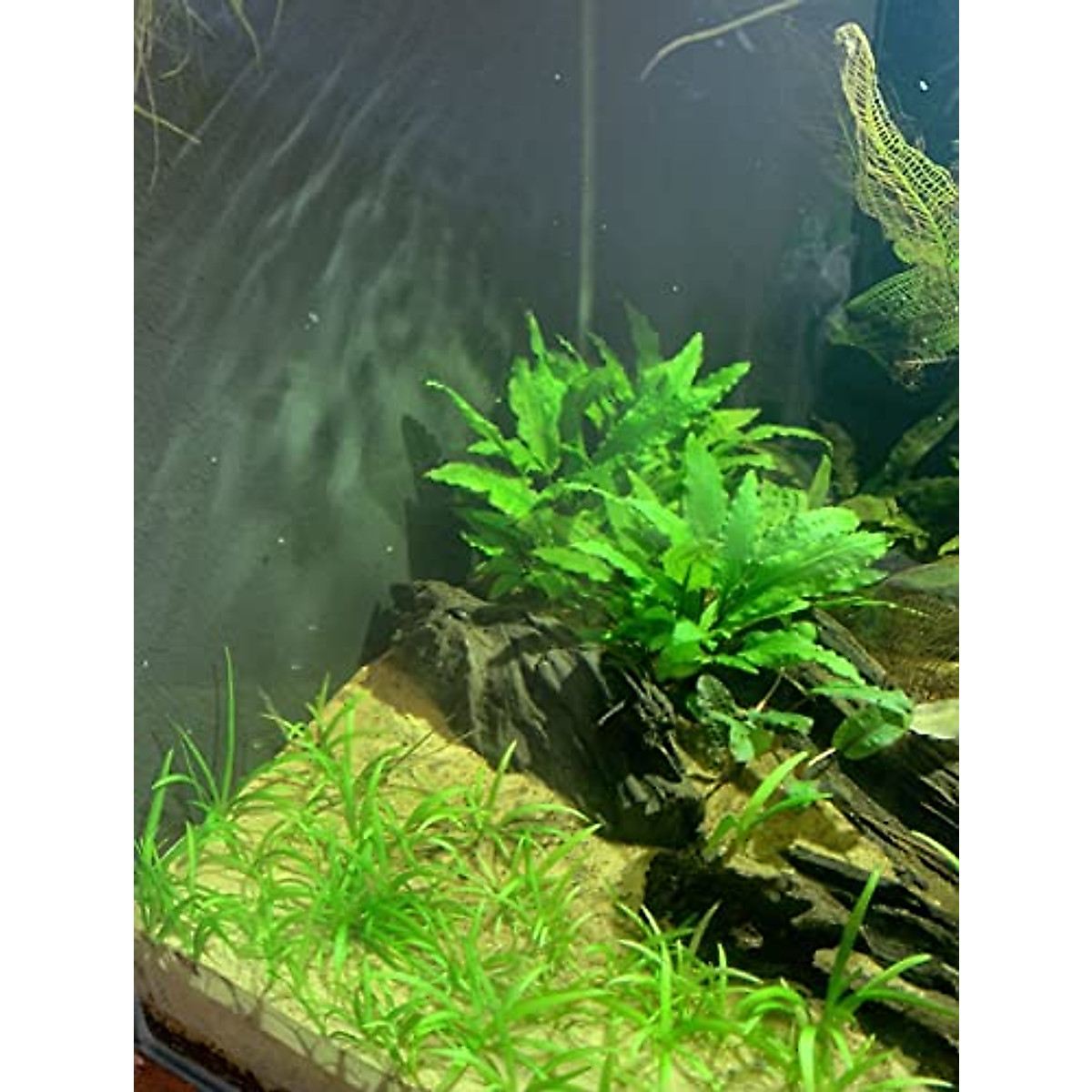 15x Dwarf Sagittaria Subulata Dwarf Sag Live Aquarium Plants Aquatic Carpet Plant Buy 2 GET 1FREE