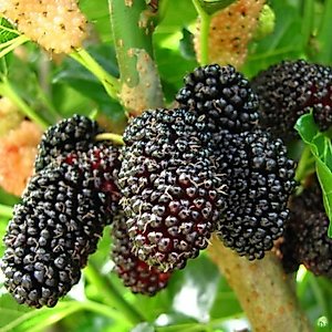 Mulberry "Dwarf Everbearing" Price includes Four (4) Plants