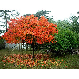 American Persimmon Tree - 6-12" Tall - 4" Pot - Live Plant - Diospyros virginiana