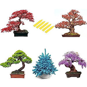 5 Types Bonsai Tree Kit, Wisteria, Black Pine, Blue Spruce, Red Maple Tree, Flame Tree, Bonsai Seeds for Indoor Outdoor Garden DIY, Plant Lover Highly Prized for Men and Women