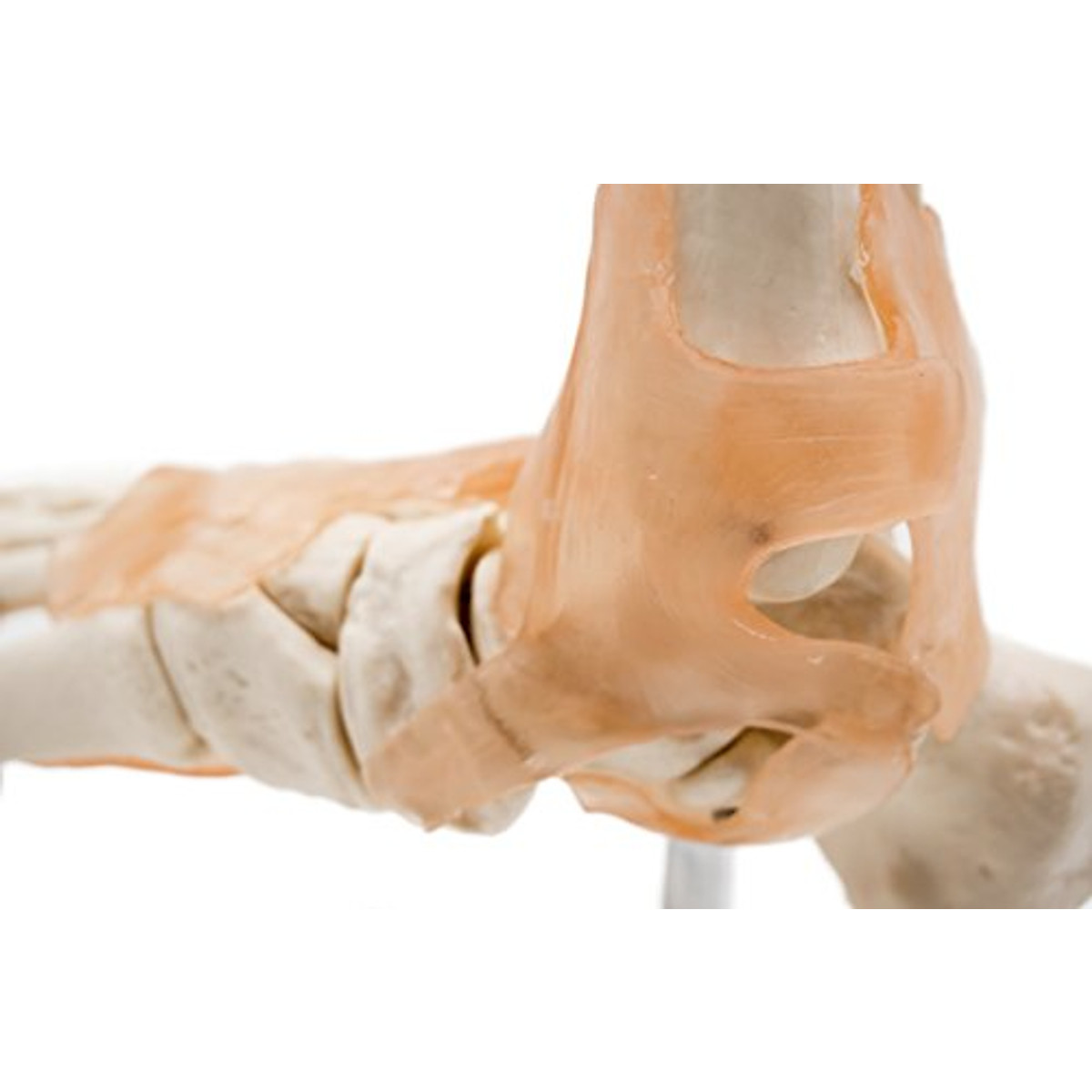 Foot Joint Model with Ligaments,Kouber Human Anatomical Model,Life Size,Height 11"