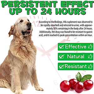 Urinary Tract for Dogs, Natural Dog Urinary Tract Infection Treatment Drops - Supports Bladder, Kidney Stone, Dog UTI, Pet Supplement Renal Health Care Drops, Bacon Flavor - 60ml / 2.02oz