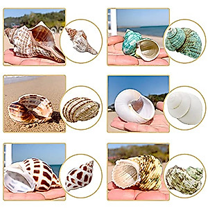 LeonBach 12 Pack Natural Hermit Crab Shells, Different Hermit Crab Supplies Hermit Crab House Crab Shell Ornaments Aquarium Decor Fish Tank Decoration, 1.2" to 3.15"
