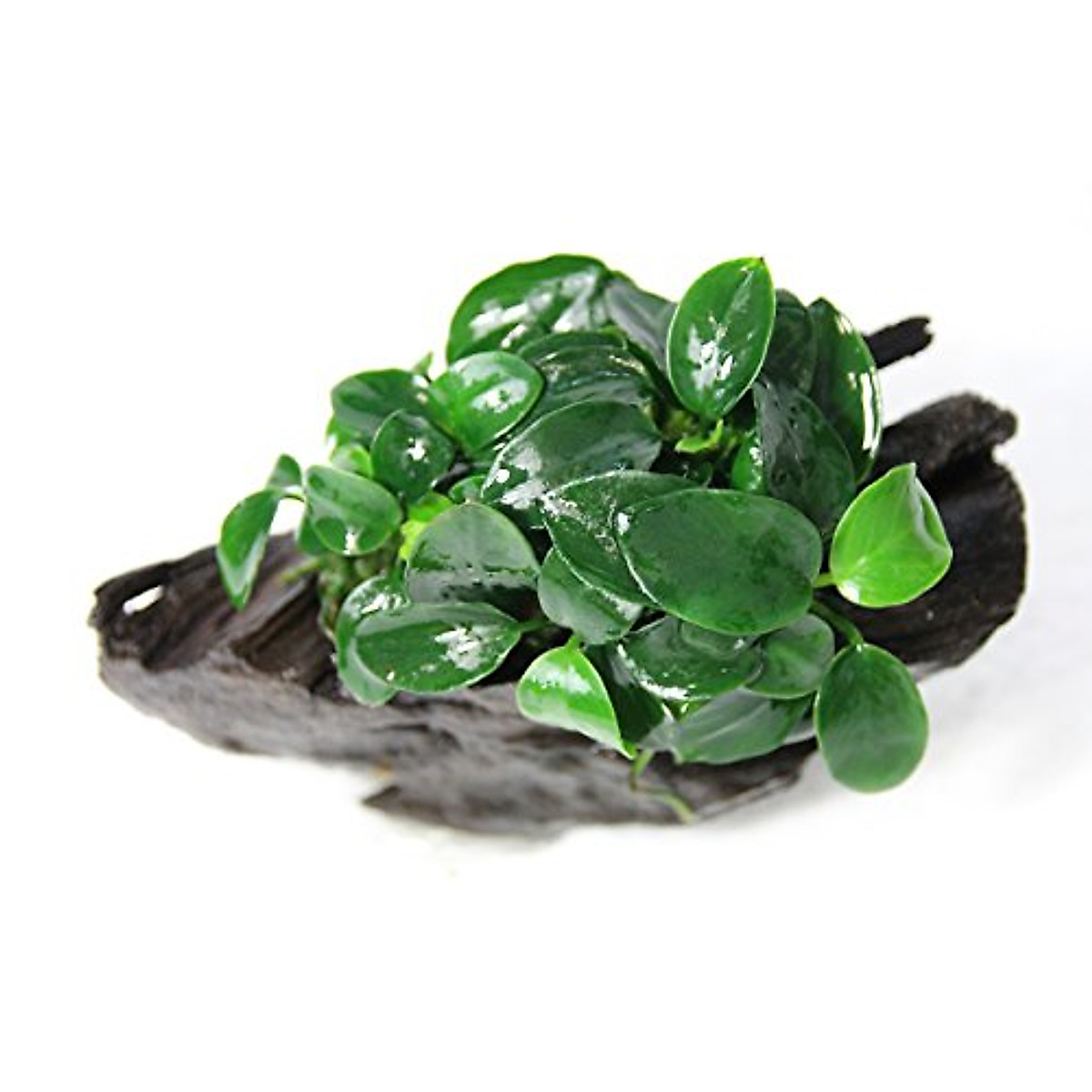 Anubias Petite On Driftwood | Aquarium Plants Factory