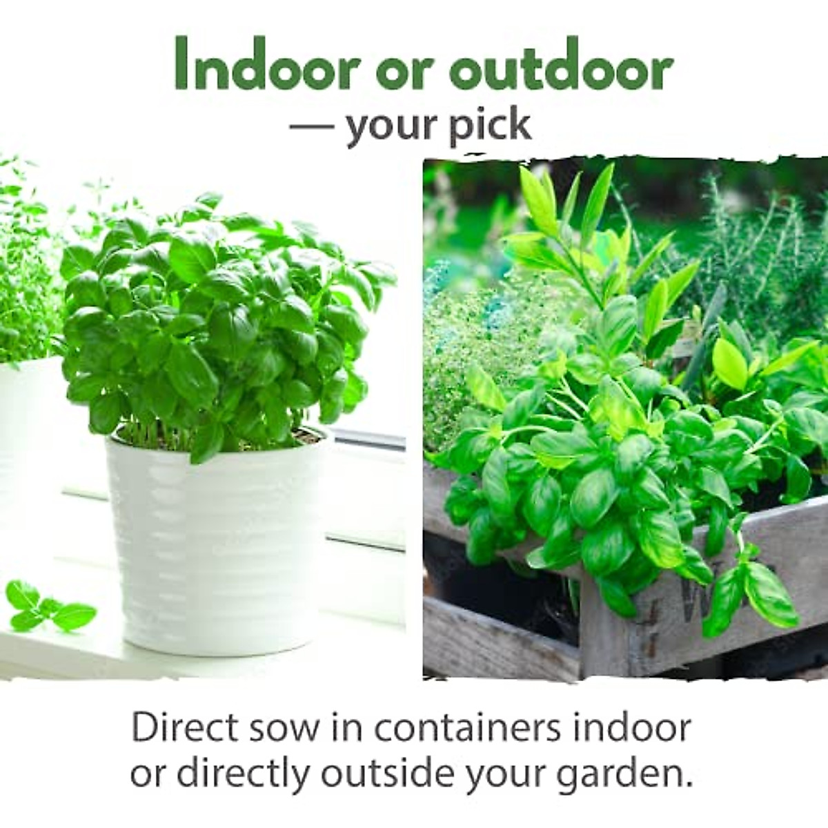 15 Culinary Herb Seeds Vault - Heirloom & Non GMO (2X More) 4900+ Seeds for Planting Indoor or Outdoor Herbs Garden | Gardening Gift for Men Women - Basil, Cilantro, Chives, Lavender, Mint, Thyme