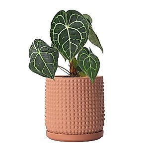 D'vine Dev 6 Inch Terracotta Beaded Planter Pot - Flower Pot with Drainage Hole and Saucer for Indoor Succulent Plants or Flowers, Terracotta, 27-C-X-7