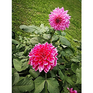 Rare Beautiful Perennial Mixing Color Dahlia Flowers Seeds 100PCS