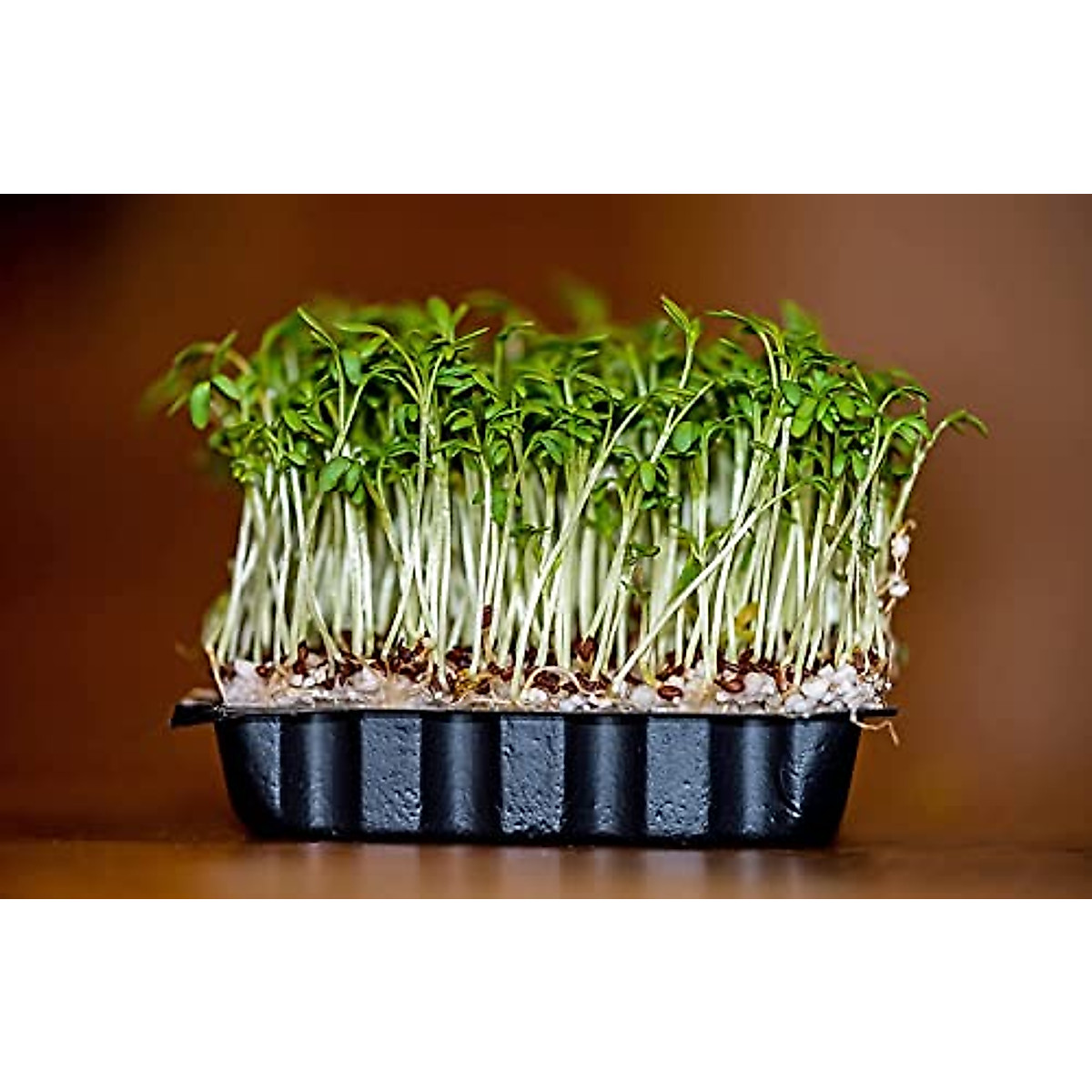 Gaea's Blessing Seeds - Curled Cress Seeds (3.0g) - Non-GMO Seeds with Easy to Follow Planting Instructions - Heirloom Garden Cress - Pepper Cress - 93% Germination Rate