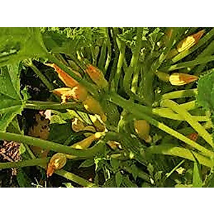 Squash, Early Prolific Straightneck Squash Seed, NON-GMO, 25 Seeds per Package.