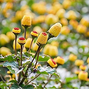 100 Toothache Plant Seeds（Spilanthes paniculata Wall. ex DC.） to Grow in Your Garden