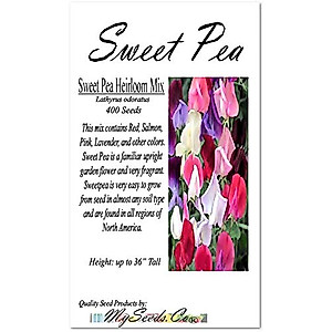 Big Pack - Sweet Pea Sweetpea Flower Seed (400+) Lathyrus odoratus Flower Seeds - Heirloom Mix Very Fragrant Blooms - Red Salmon Pink Lavender - Non-GMO Flower Seeds By MySeeds.Co (Big Pack Sweet Pea)