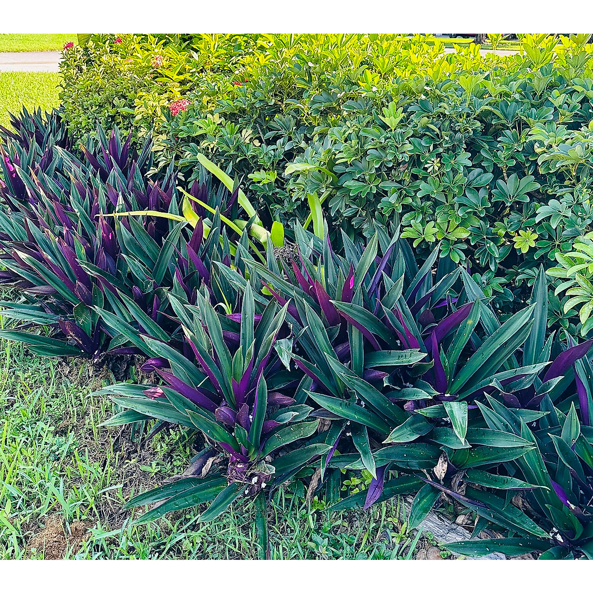 TWO Outdoor Live Plants- Oyster Plant Purple & Green - Grows to Medium Height Outdoor Plant- Young Small Plant