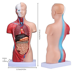 LVCHEN Human Body Model - Human Torso Anatomy Model 15 Pcs Removable Parts with Heart Visceral Brain Skeleto for Preschool & School Science Medical Education Display 28cm/11in