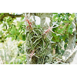Medium Air Plants Streptophylla - Live Tillandsia Succulent House Plants - Available in Wholesale and Bulk - Home and Garden Decor - Easy Care Indoor and Outdoor Plants (Pack of 1)