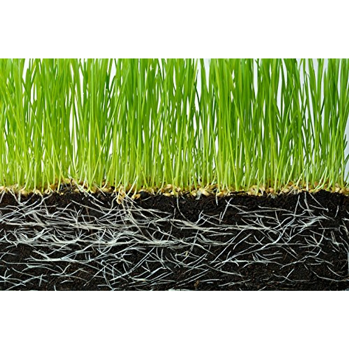 Potassium Polyacrylate for Garden Lasts Up to 7 Years in Soil (1)