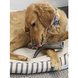 peaksNpaws Premium Free Range & Grass Fed Buffalo Horns - Medium