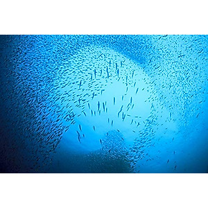 Season Mackerel in Olive Oil – Skinless & Boneless, Wild Caught, Keto Snacks, Canned Mackerel Fillets, Full of Vitamins, Low in Mercury, Kosher, Non-GMO, 20g of Protein – 4.37 Oz, 12-Pack