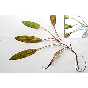 Tsunami DQ Aquatic Herbicide - Gallon - 37.3 Percent Diquat Dibromide - Concentrated Aquatic Weed Killer for Lakes and Ponds - Duckweed, Watermeal, Curly Leaf, Pondweed & Many More