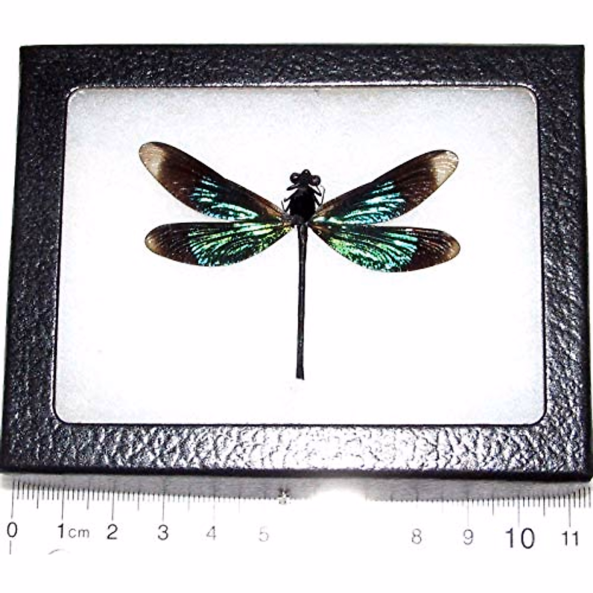 BicBugs Calopteryx Virgo Real Framed Green Black Dragonfly DAMSELFLY Indonesia