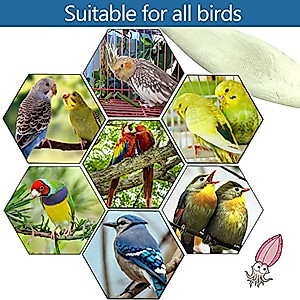 BNOSDM Bird Cuttlebone Chew Toy Cuttlefish Bones Parrot Cage Toys Bite for Cockatiels Parakeets Budgies Finches Canaries Lovebirds Small Conures Mynahs Toucans African Greys 10PCS